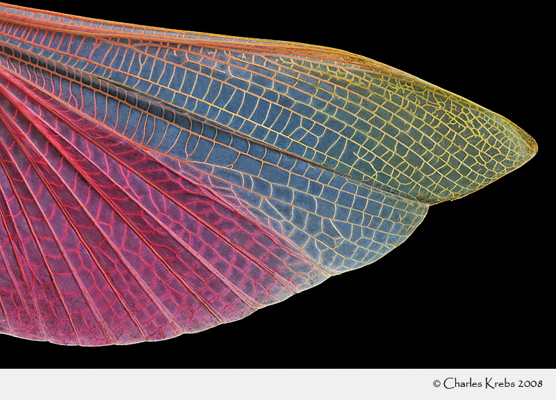 Grasshopper Wing Structure