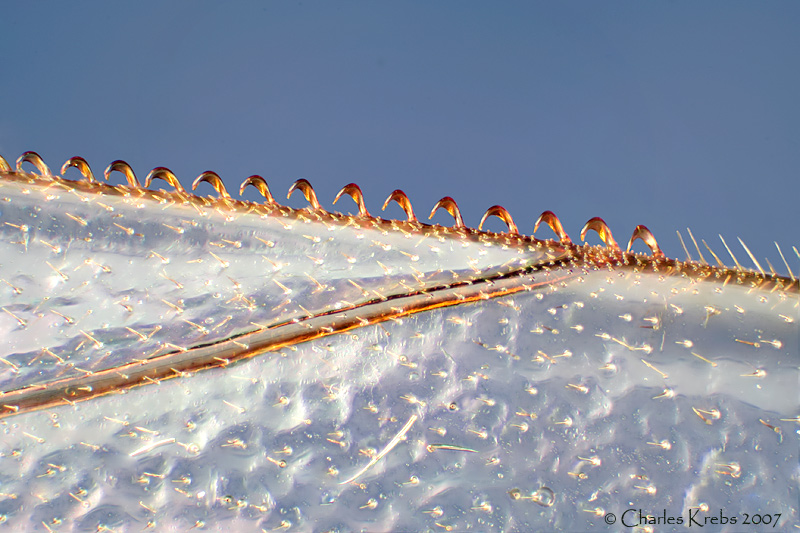 Hamuli - MicrobeHunter.com Microscopy Forum