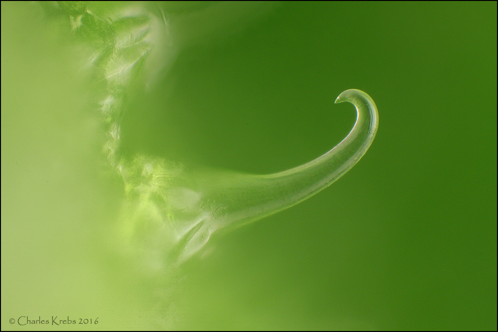 Natural "Velcro" - www.photomacrography.net