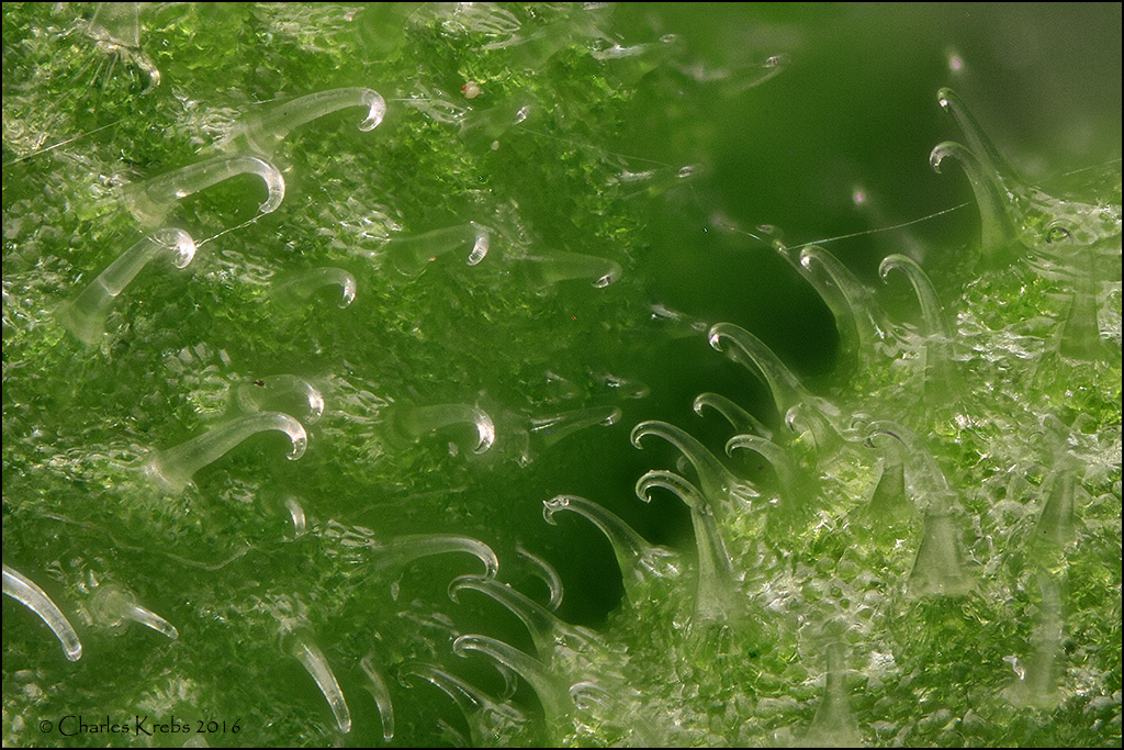 Natural "Velcro" - www.photomacrography.net