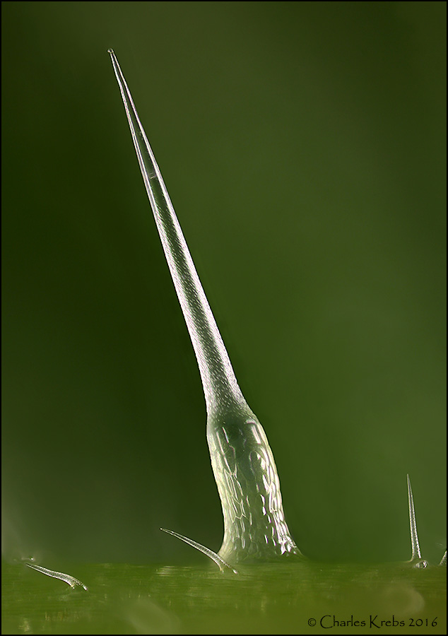 Urtica dioica, nettles (stinging trichomes) - www.photomacrography.net