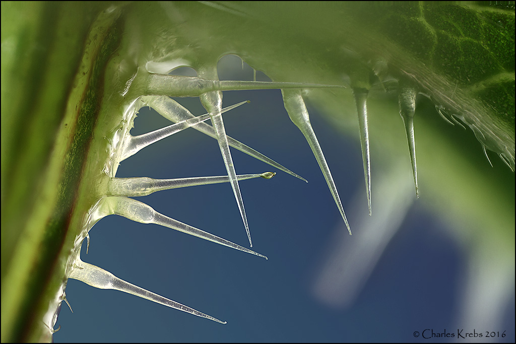 Urtica dioica, nettles (stinging trichomes) - www.photomacrography.net