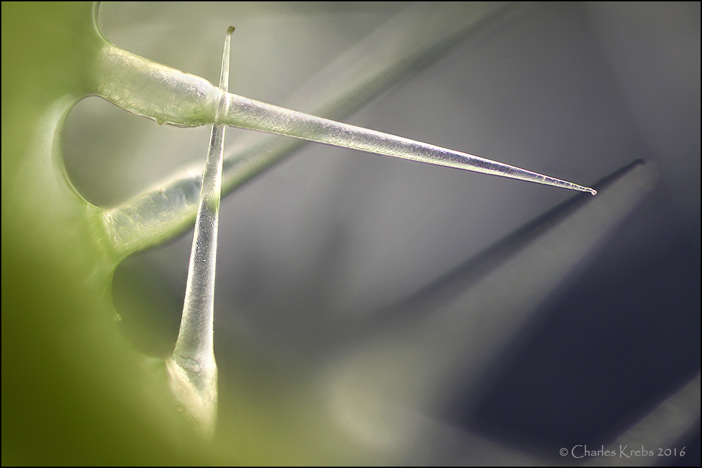 Urtica dioica, nettles (stinging trichomes) - www.photomacrography.net