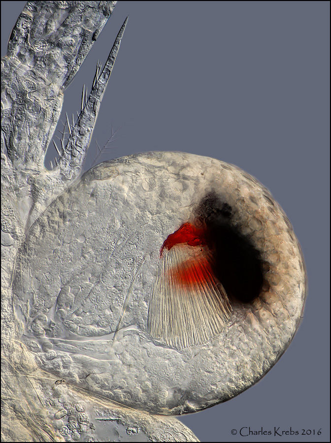 Cyprid (barnacle larva), shrimp larva, diatoms, shells - www ...