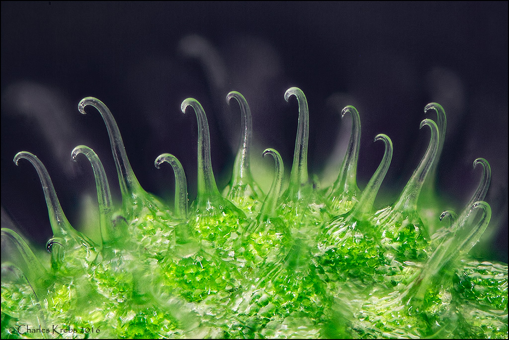 Natural "Velcro" - www.photomacrography.net