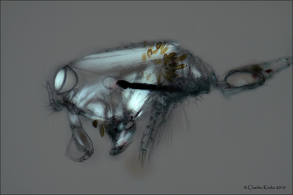 Corycaeus, a "study" of its amazing eyes - www.photomacrography.net