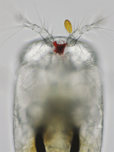 Corycaeus, a "study" of its amazing eyes - www.photomacrography.net