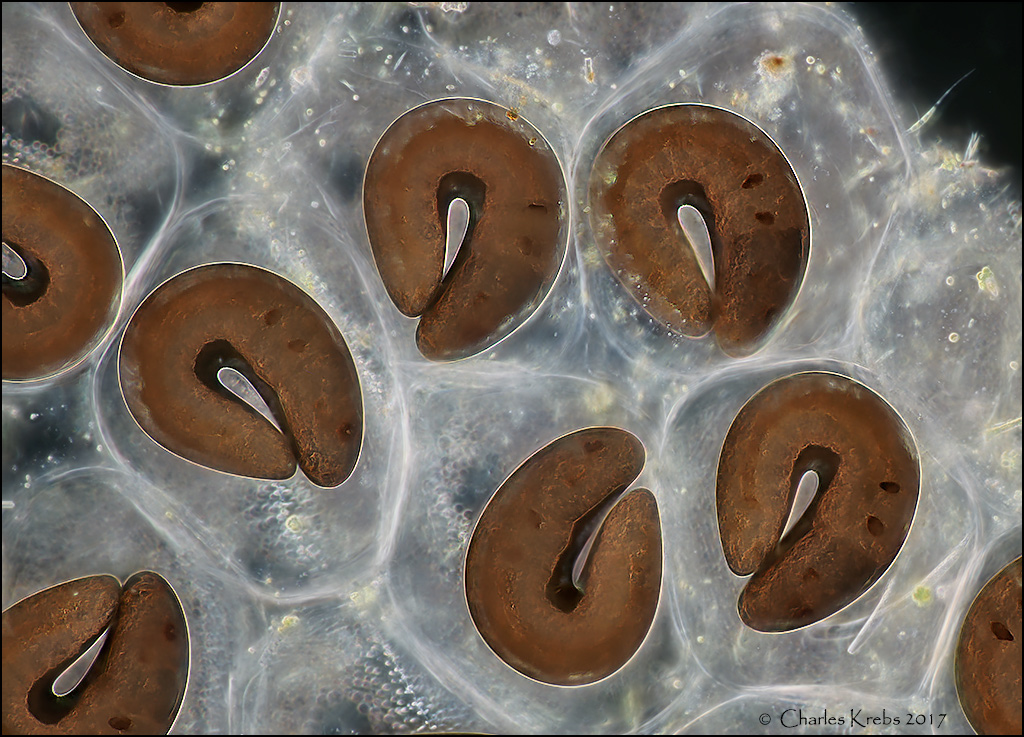 Midge eggs - www.photomacrography.net
