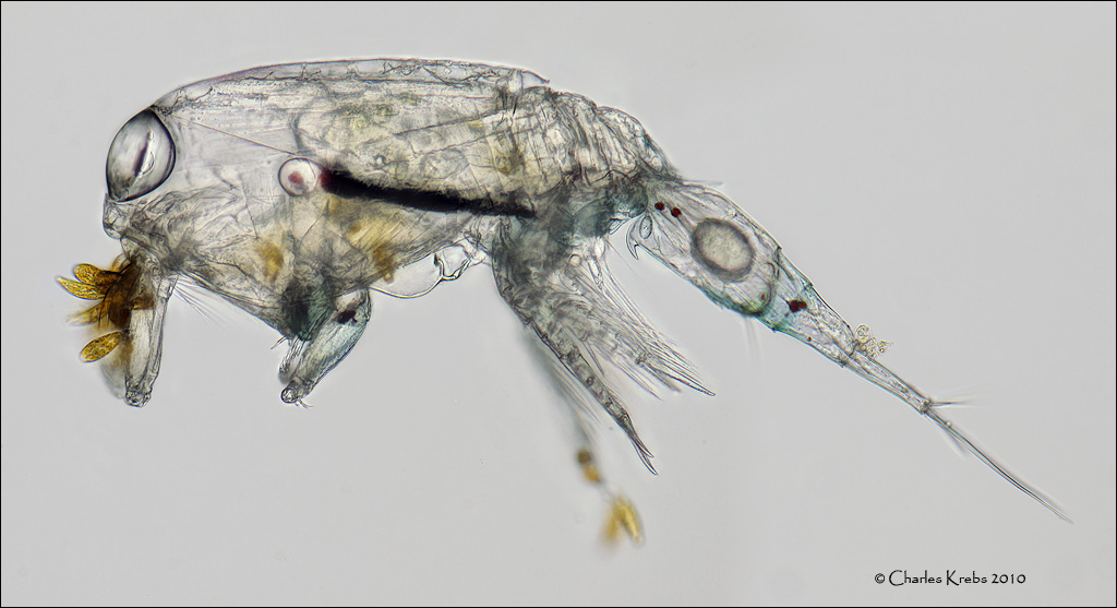 Corycaeus, a "study" of its amazing eyes - www.photomacrography.net