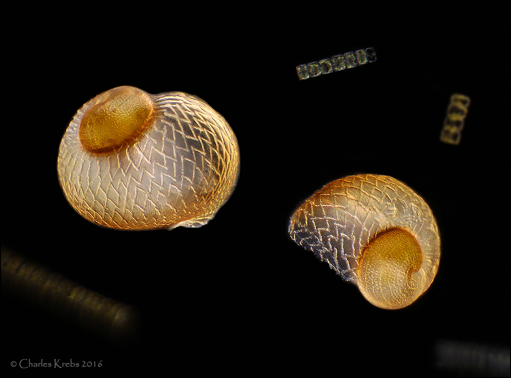 Cyprid (barnacle larva), shrimp larva, diatoms, shells - www ...