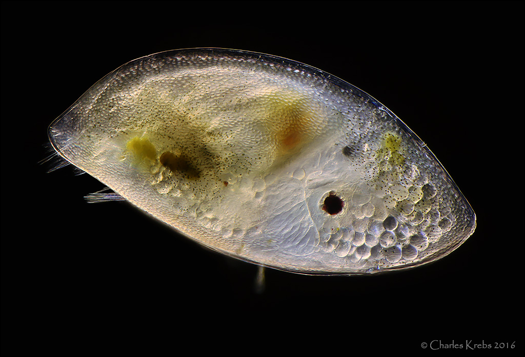 Cyprid (barnacle larva), shrimp larva, diatoms, shells - www ...