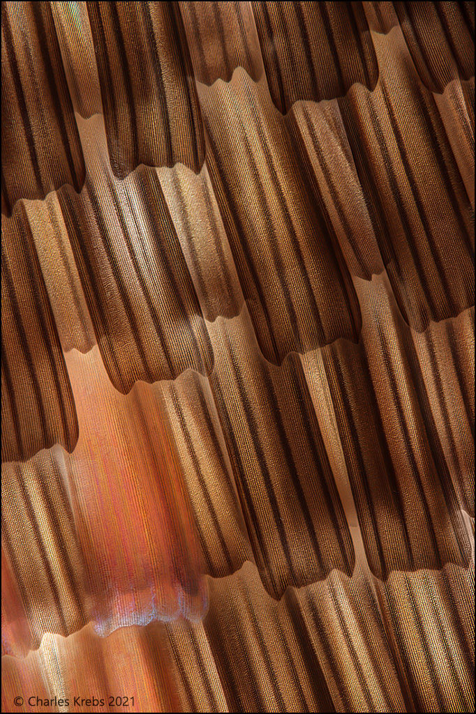 Chrysiridia rhipheus (Madagascan sunset moth) - MicrobeHunter.com ...