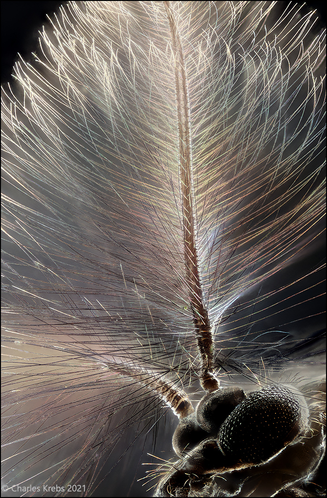 Midge antenna. Collembola - MicrobeHunter.com Microscopy Forum