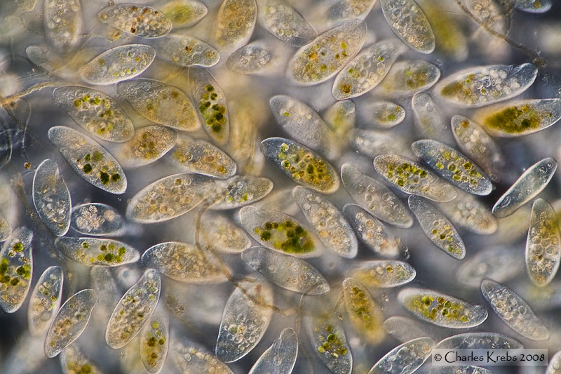 Colpidium - www.photomacrography.net