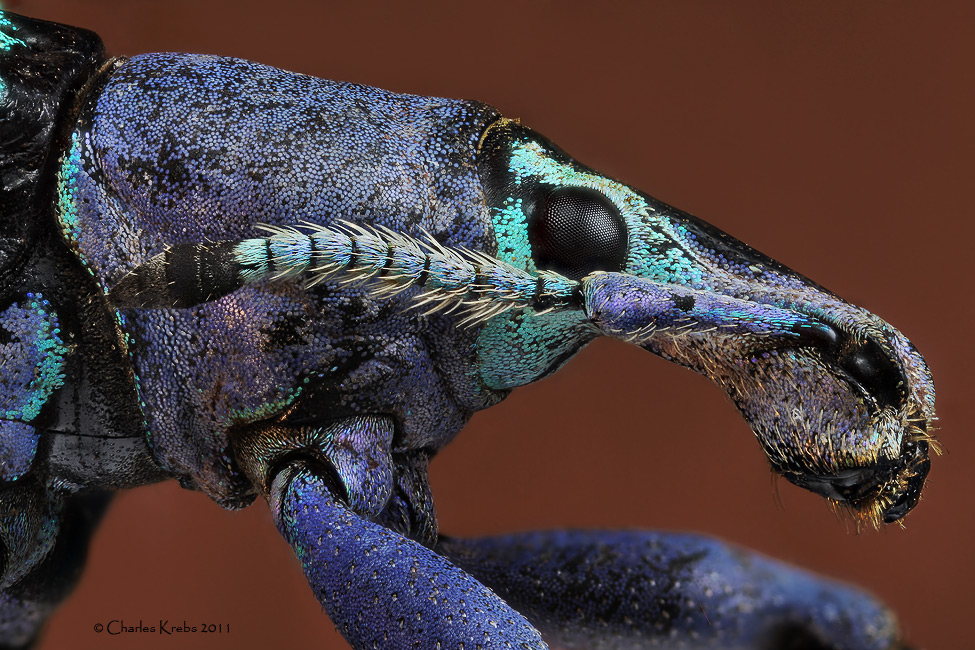 Eupholus magnificus - www.photomacrography.net