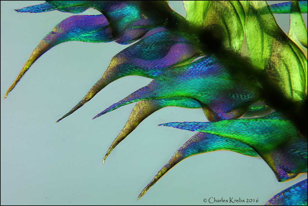Moss with crossed polarizers ands wave plate - MicrobeHunter.com ...