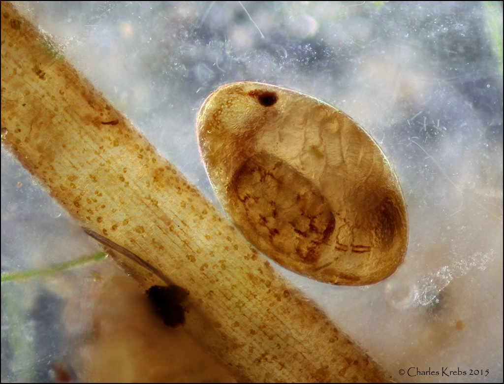 We'll see... (dragonfly eggs?) UPDATE 1,2 Hatched! - www ...