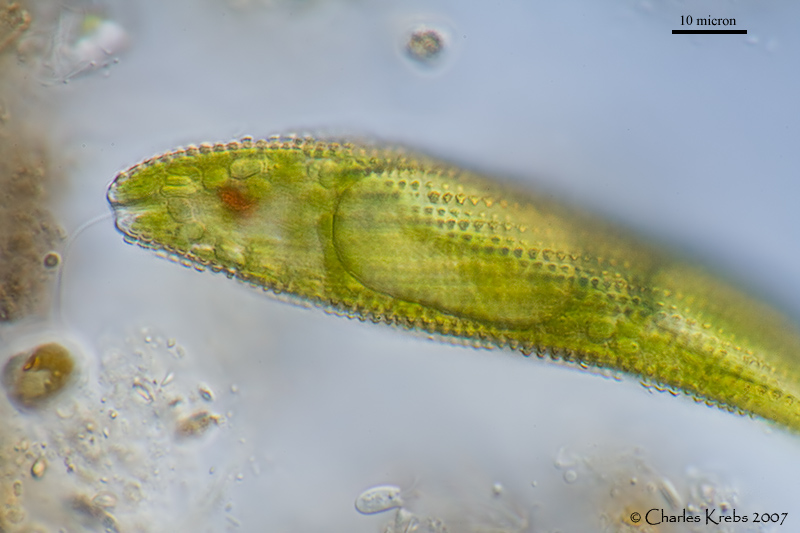 Euglena (showing pellicle texture) - www.photomacrography.net