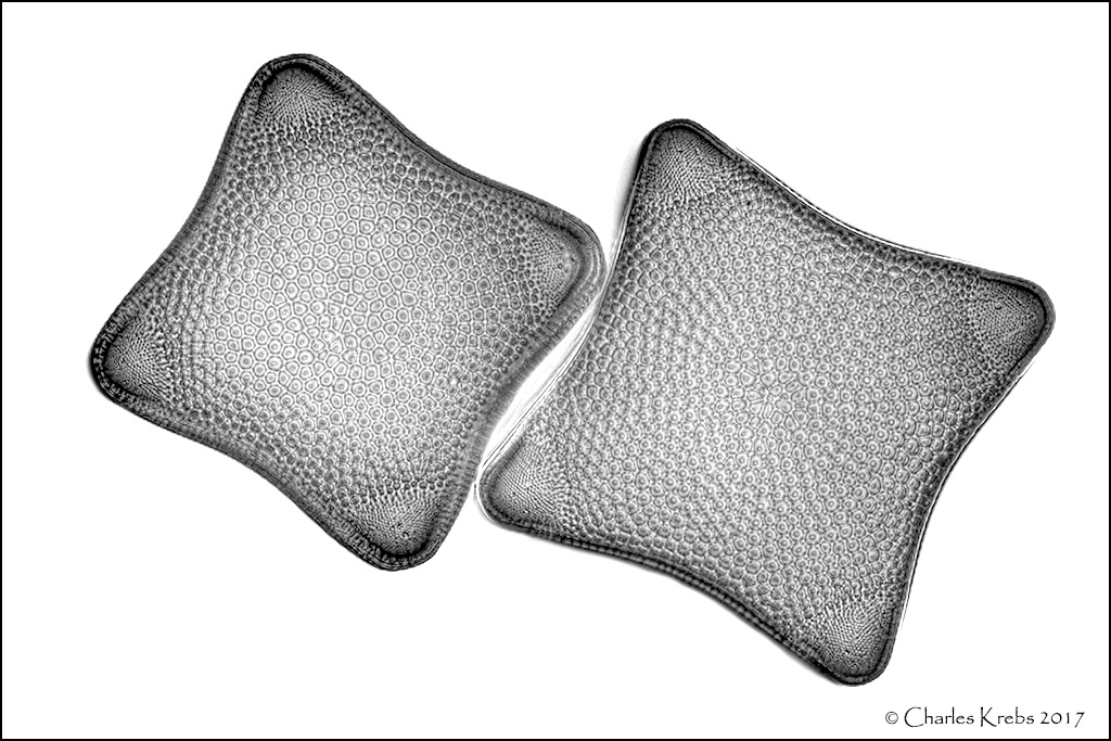 Diatoms, oblique brightfield - www.photomacrography.net