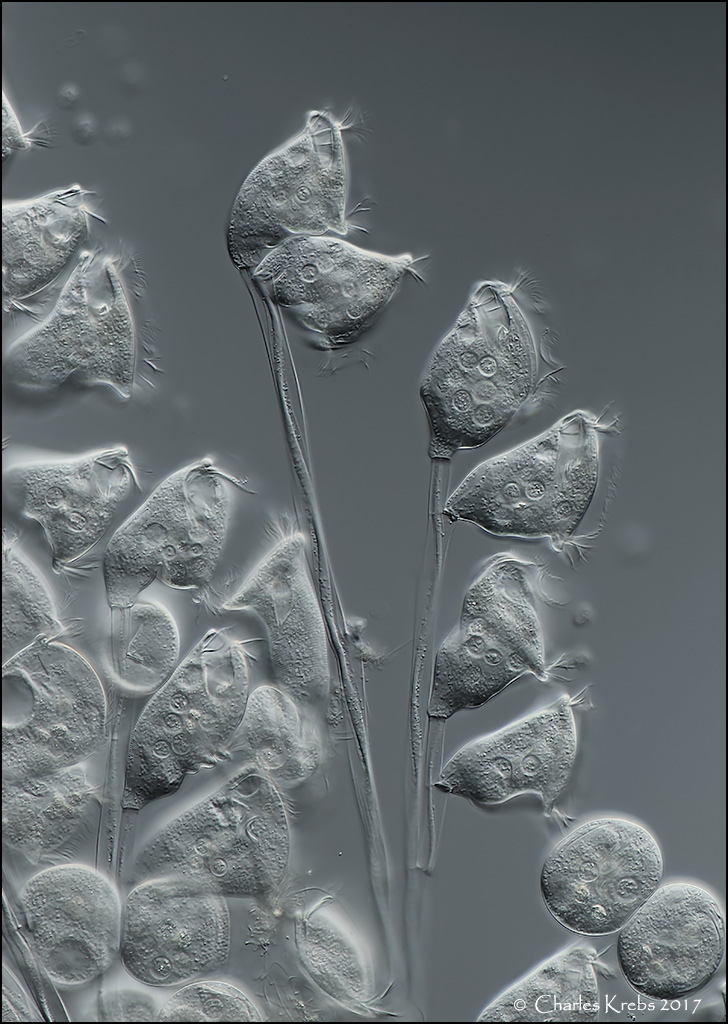 Carchesium. Actinophrus (heliozoan). - www.photomacrography.net