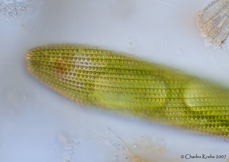Euglena (showing pellicle texture) - www.photomacrography.net