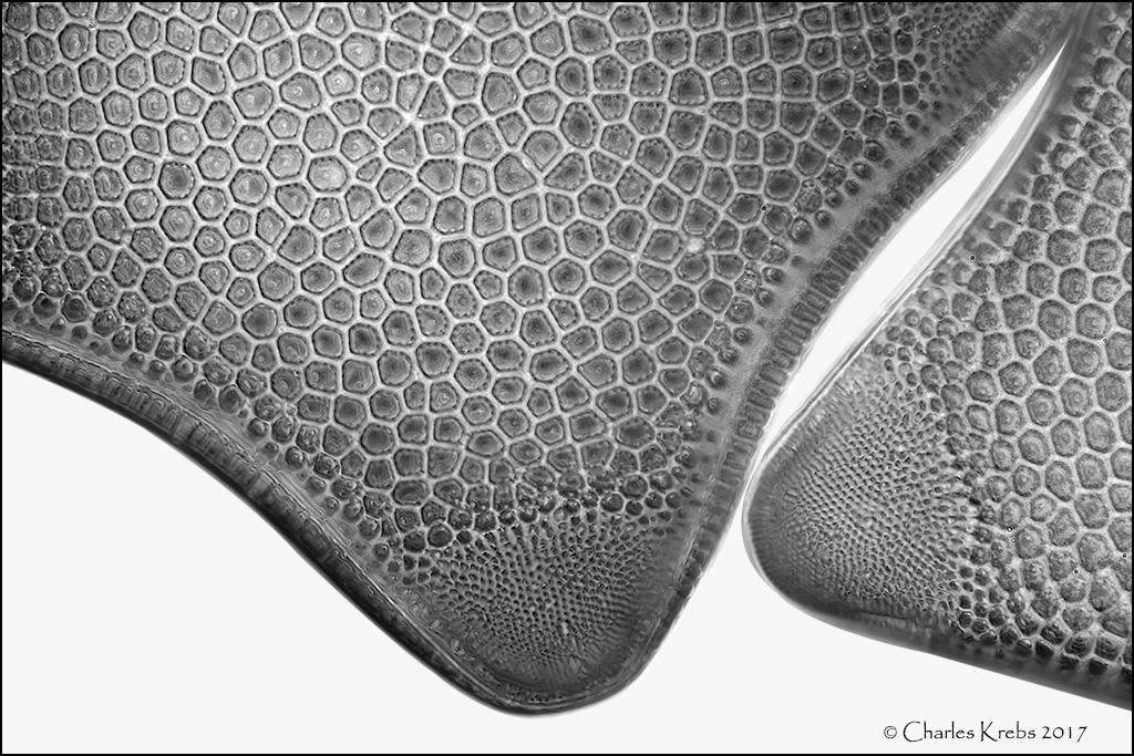 Diatoms, oblique brightfield - www.photomacrography.net