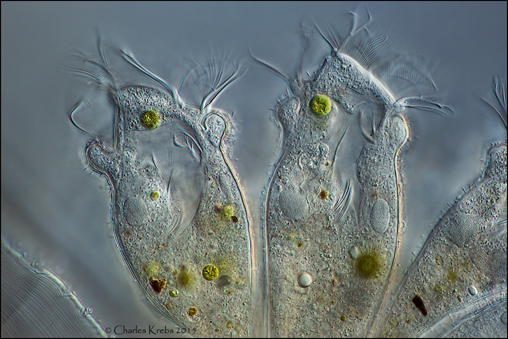 Opercularia or Epistylus (?) and suctorian - www.photomacrography.net