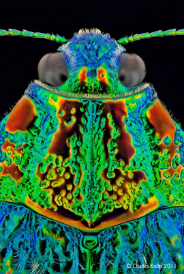Polybothris sumptuosa gema II. Edited, image "REDO" - www ...