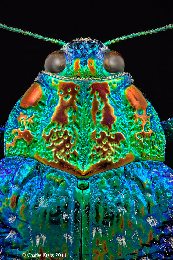 Polybothris sumptuosa gema II. Edited, image "REDO" - www ...