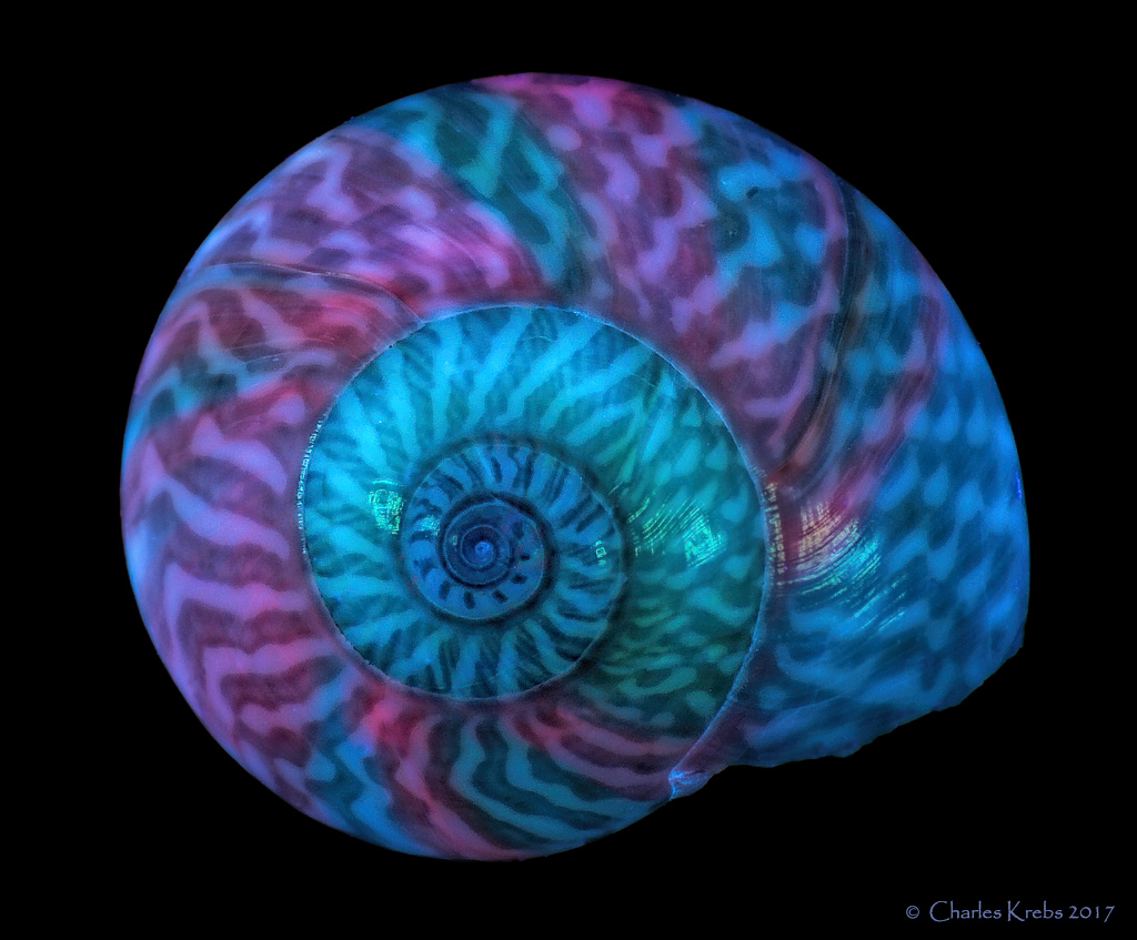 Autofluorescent shells (images added) - www.photomacrography.net