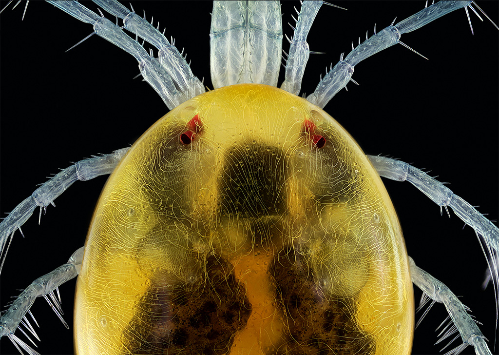 Water mites, Hydracarina, and some eye details - www.photomacrography.net