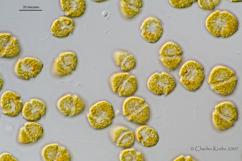 Gymnodinium (a dinoflagellate) - www.photomacrography.net