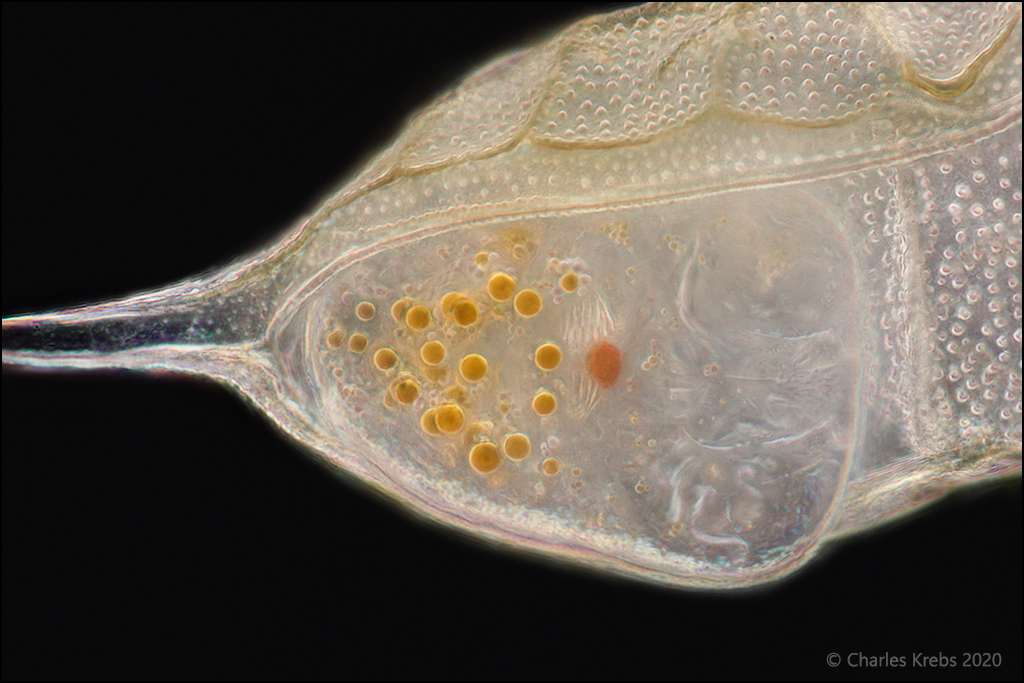 Keratella cochlearis - www.photomacrography.net