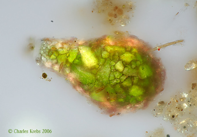 Green testate amoeba - www.photomacrography.net