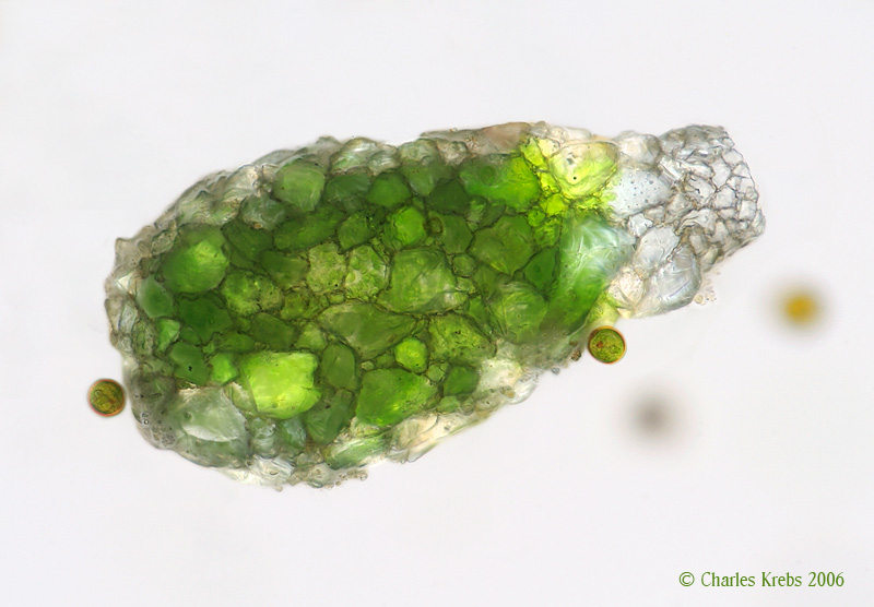 Green testate amoeba - www.photomacrography.net