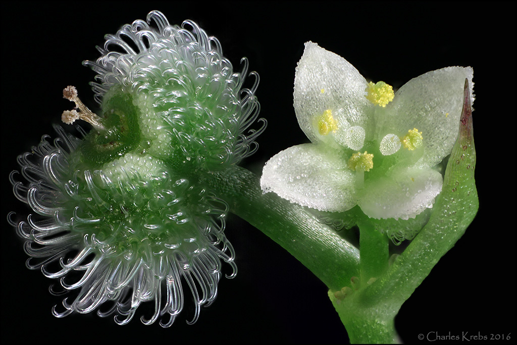 Natural "Velcro" - www.photomacrography.net