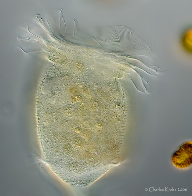 Campanella umbellaria, telotroch, cila pattern - www.photomacrography.net