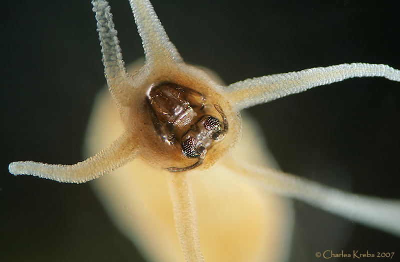 Hydra with prey - www.photomacrography.net