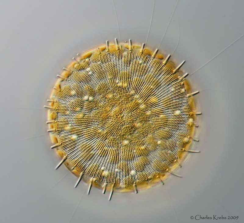 Unidentified diatom, valve and girdle view (Part 1) - www ...