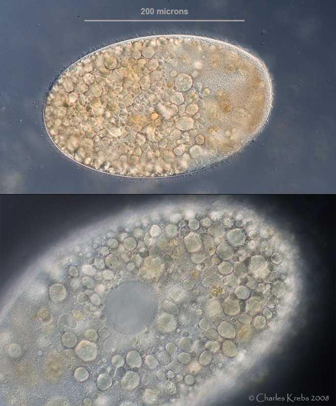 Contractile vacuole pores, large ciliate (Nassula ?) - www ...