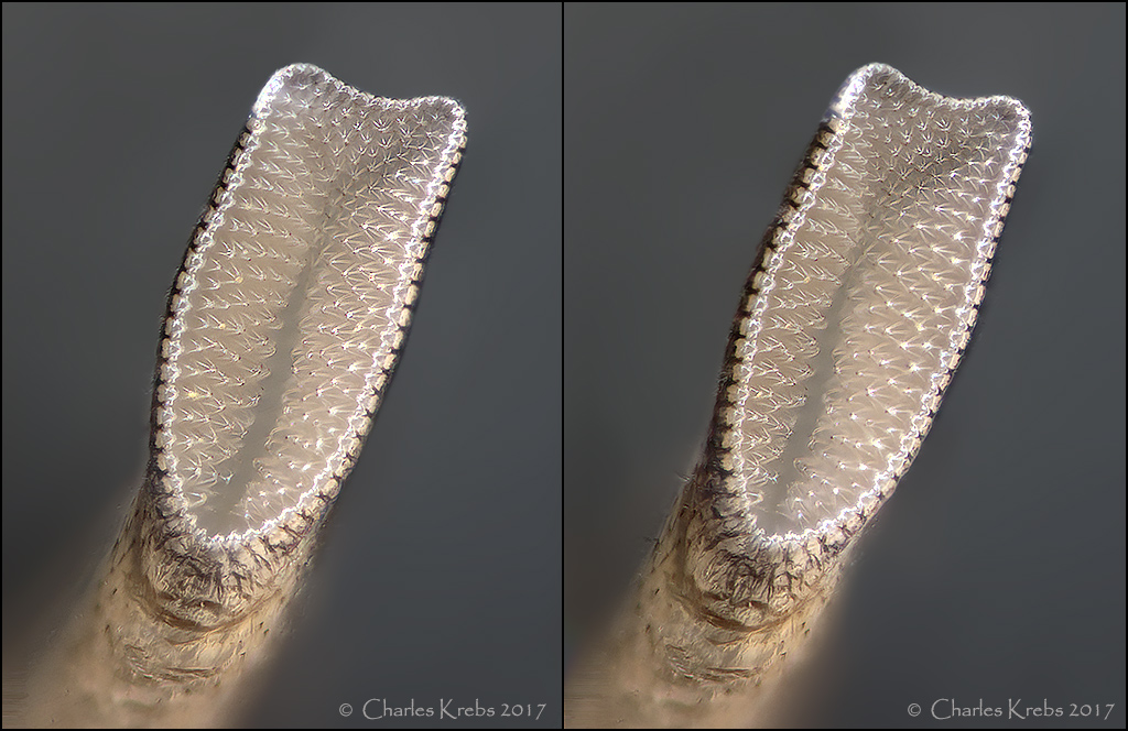 Mosquito pupa. Respiratory tubes ("trumpets").. ad - www ...